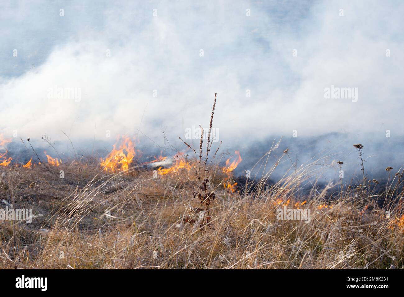 Dry grass burning on field during day close-up. Burning dry grass in ...