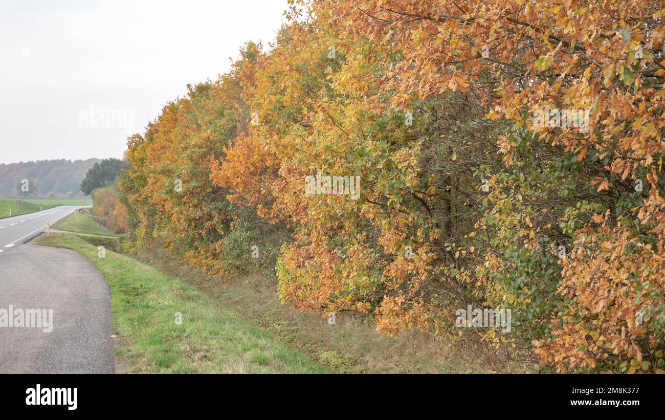 The yellow-leaved trees along the empty asphalt road in Denmark Stock ...