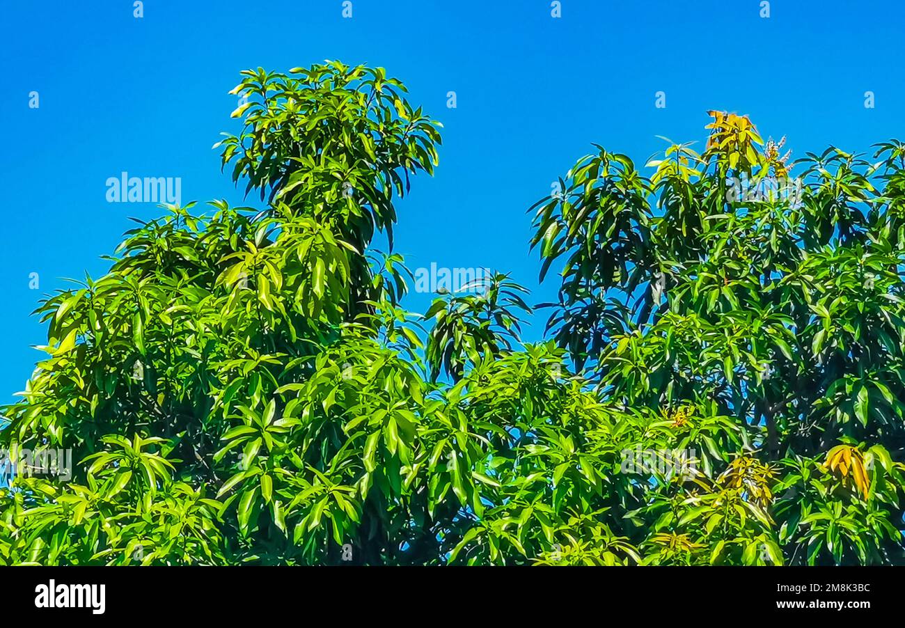 Green tropical plants palm trees flowers and trees on the coast in ...