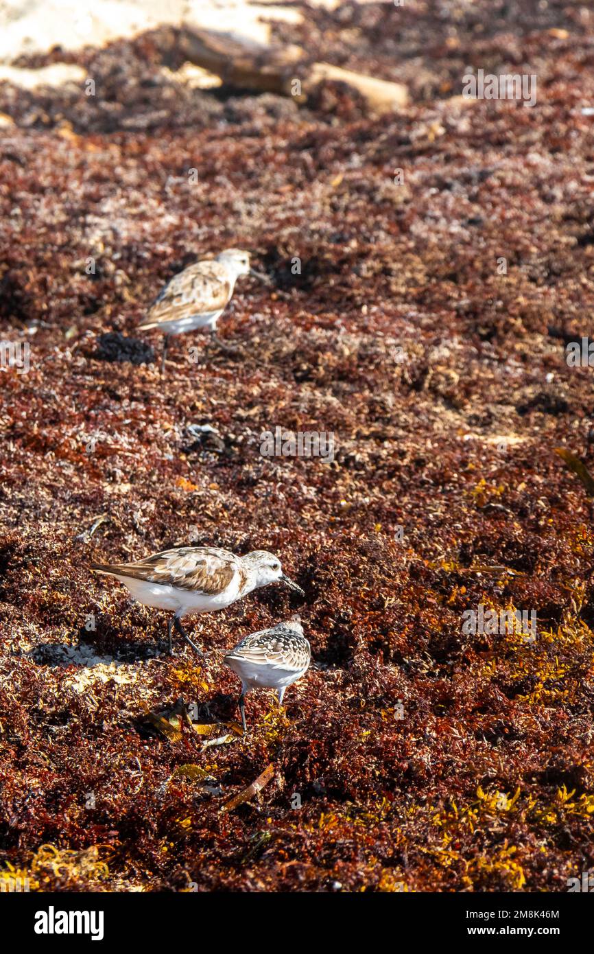 Sandpiper snipe sandpipers male female bird birds eating disgusting ...