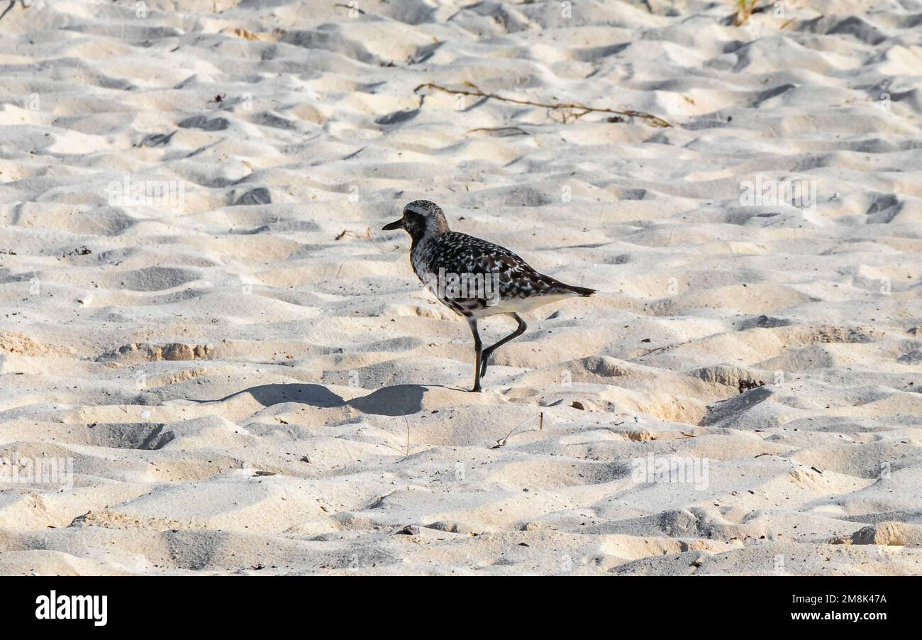 Sandpiper snipe sandpipers male female bird birds eating disgusting ...