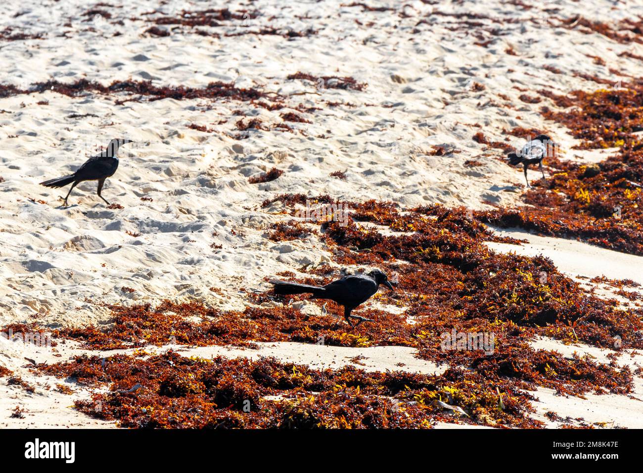 Sandpiper snipe sandpipers male female bird birds eating disgusting ...