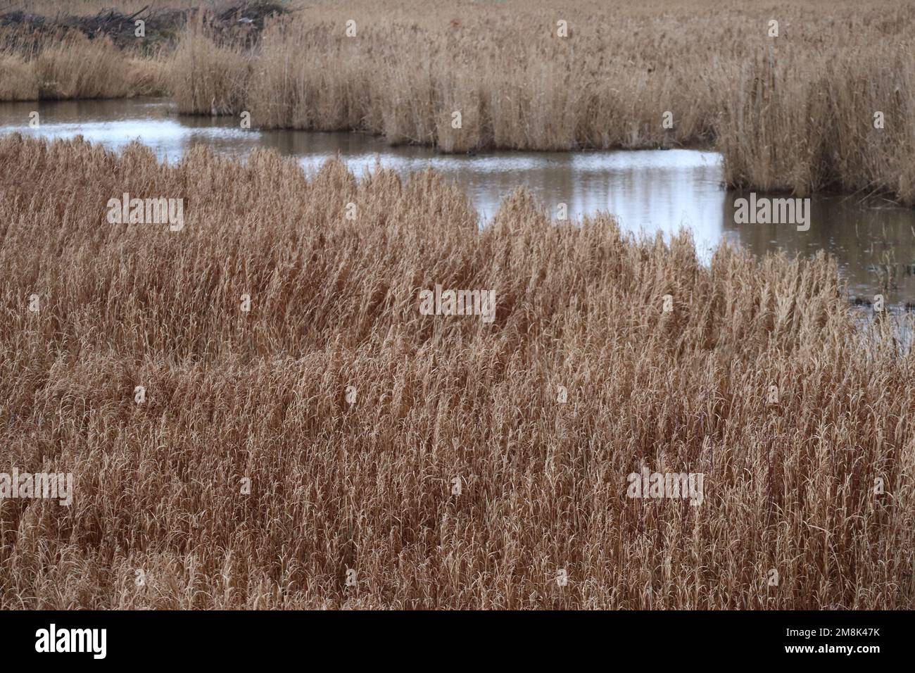 Reed meadows when it rains hi-res stock photography and images - Alamy