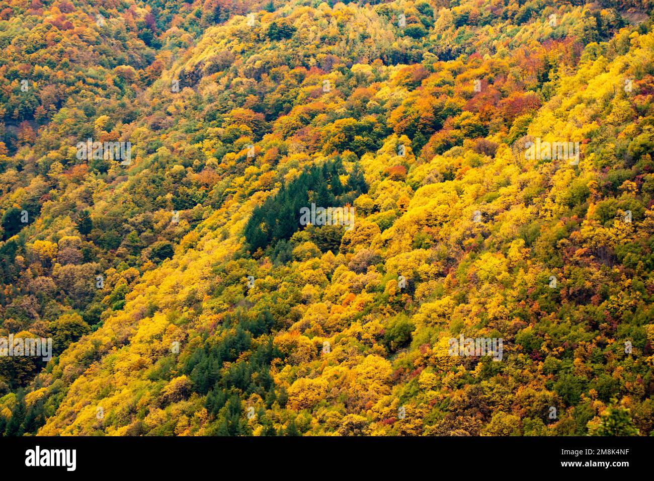 A beautiful view of the colorful autumn trees in a forest Stock Photo ...