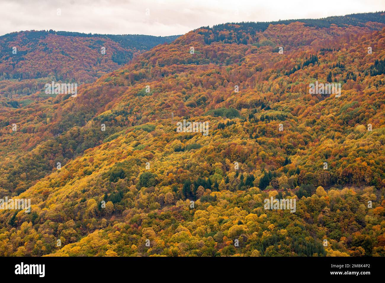 A beautiful view of the colorful autumn trees in a mountainous ...