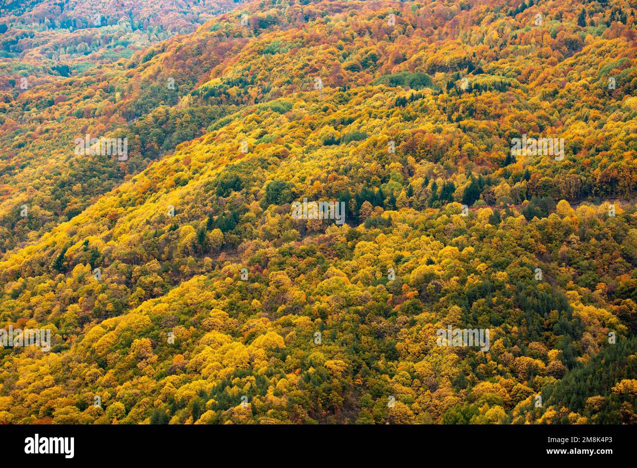 A beautiful view of the colorful autumn trees in a forest Stock Photo ...