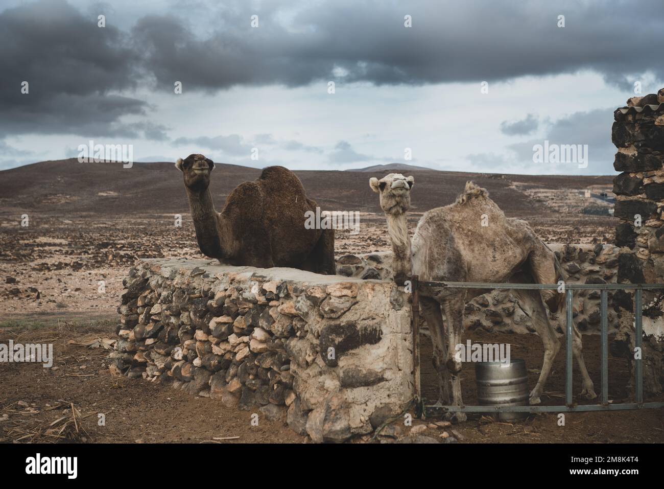 Camel stable hi-res stock photography and images - Alamy
