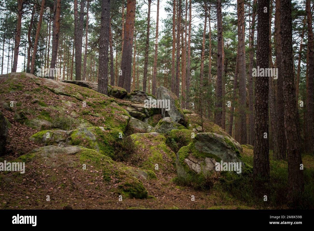 Granite stones in the forest - hiking in the Waldviertel, Austria Stock ...
