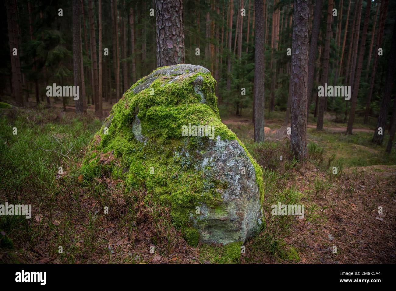 Granite stone in the forest - hiking in the Waldviertel, Austria Stock ...