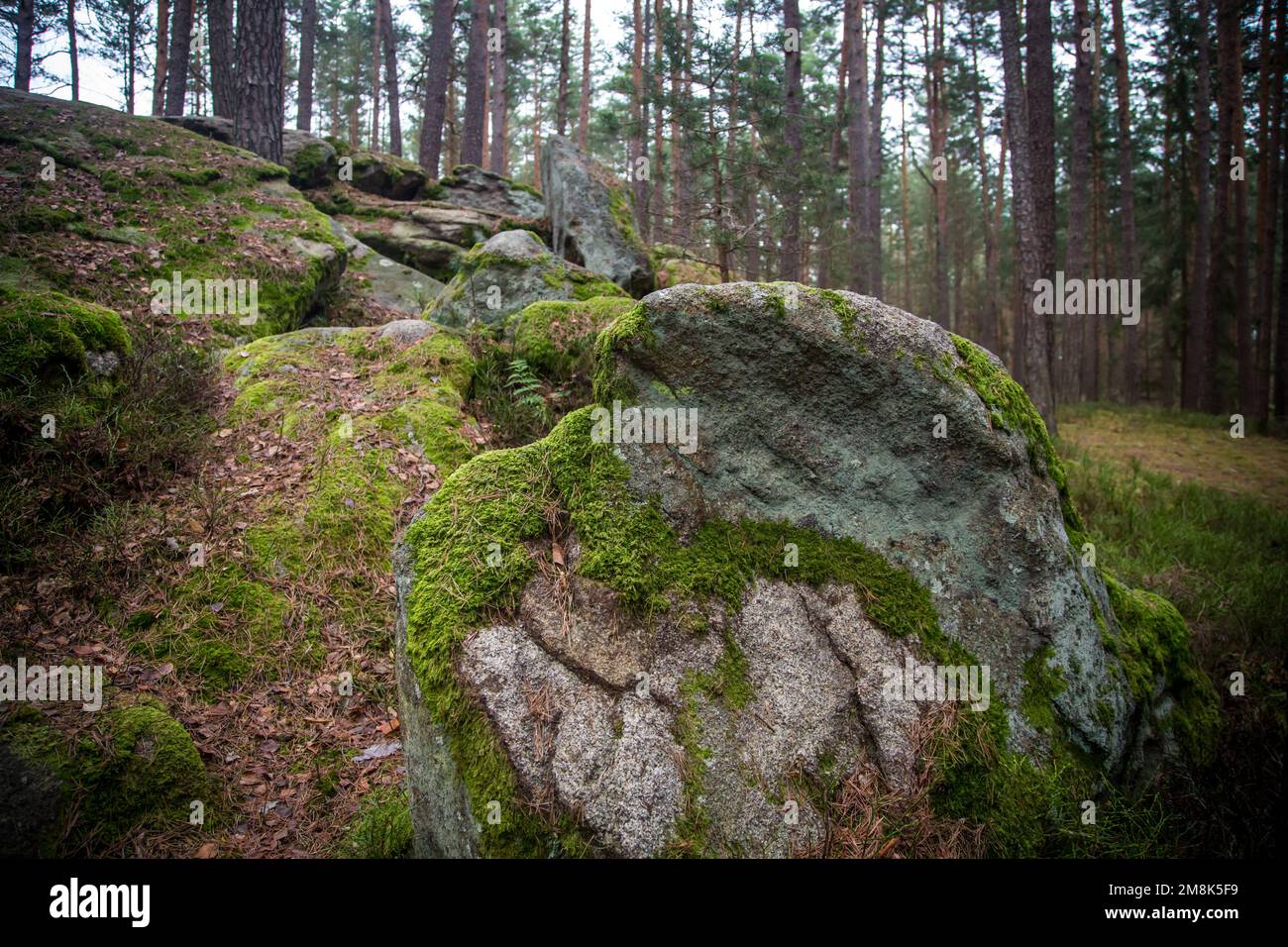 Granite stones in the forest - hiking in the Waldviertel, Austria Stock ...