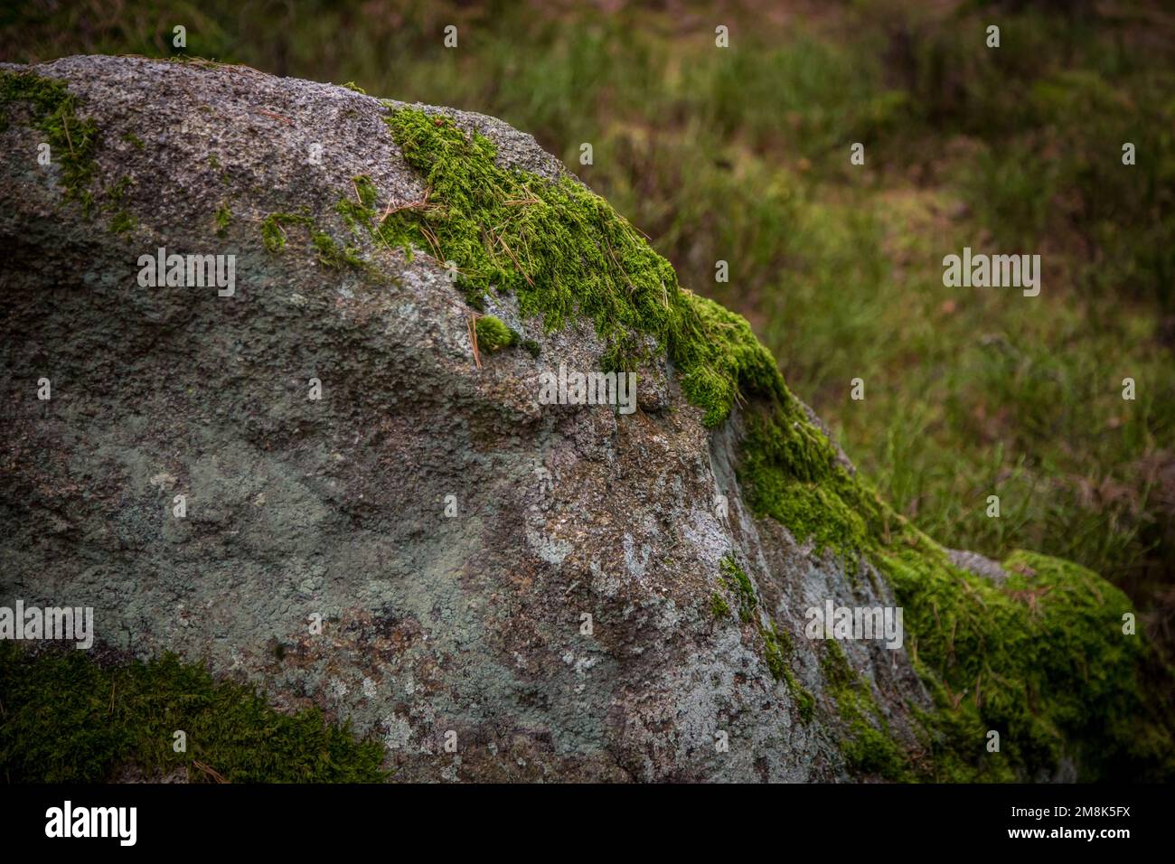 Granite stone in the forest - hiking in the Waldviertel, Austria Stock ...