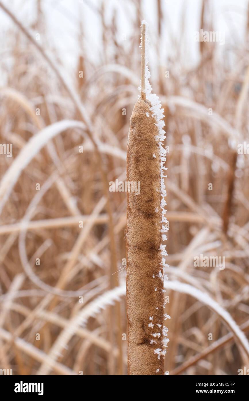Crystal marsh hi-res stock photography and images - Alamy