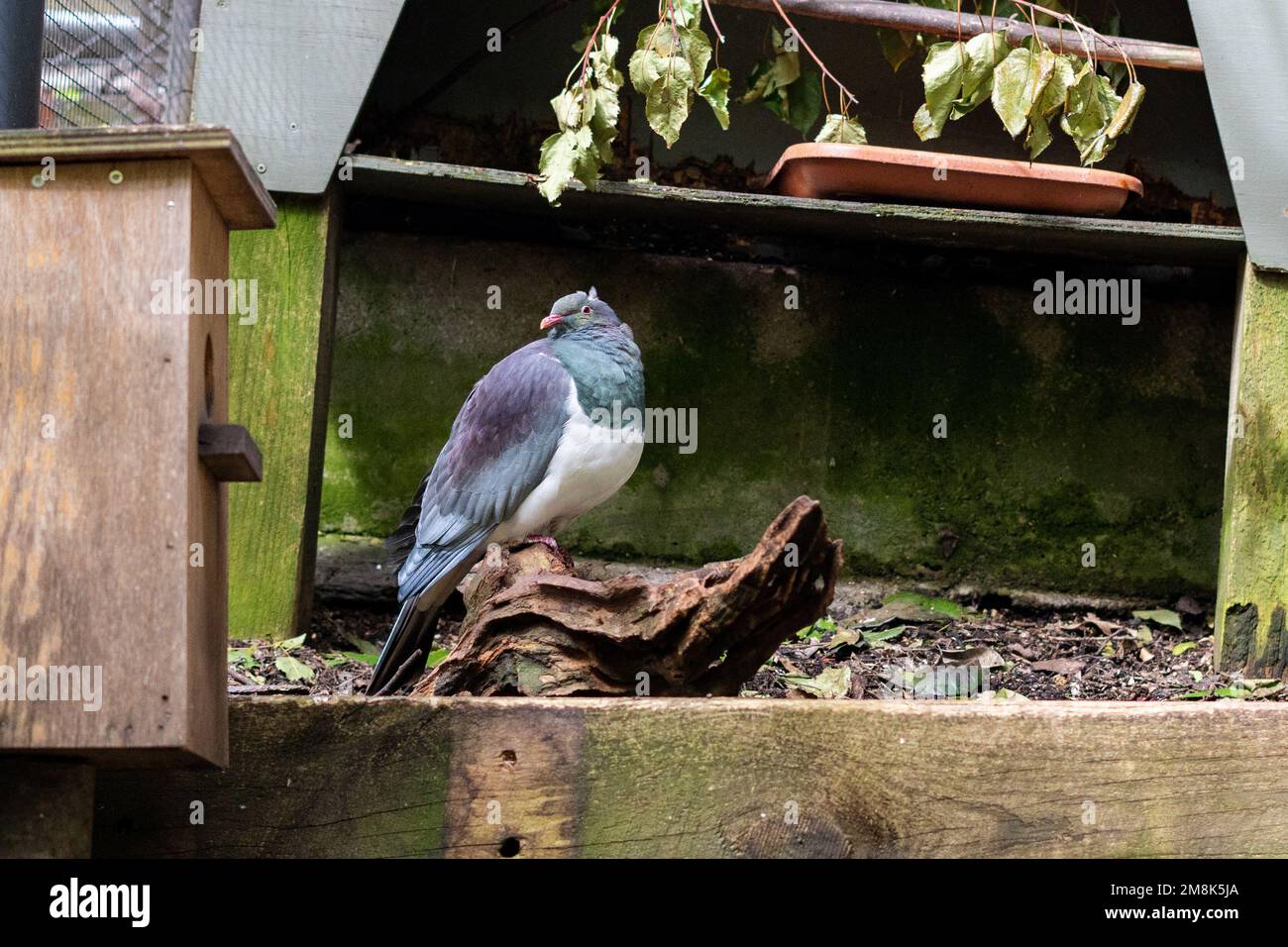 A Kereru perching on a wooden object outdoors Stock Photo - Alamy