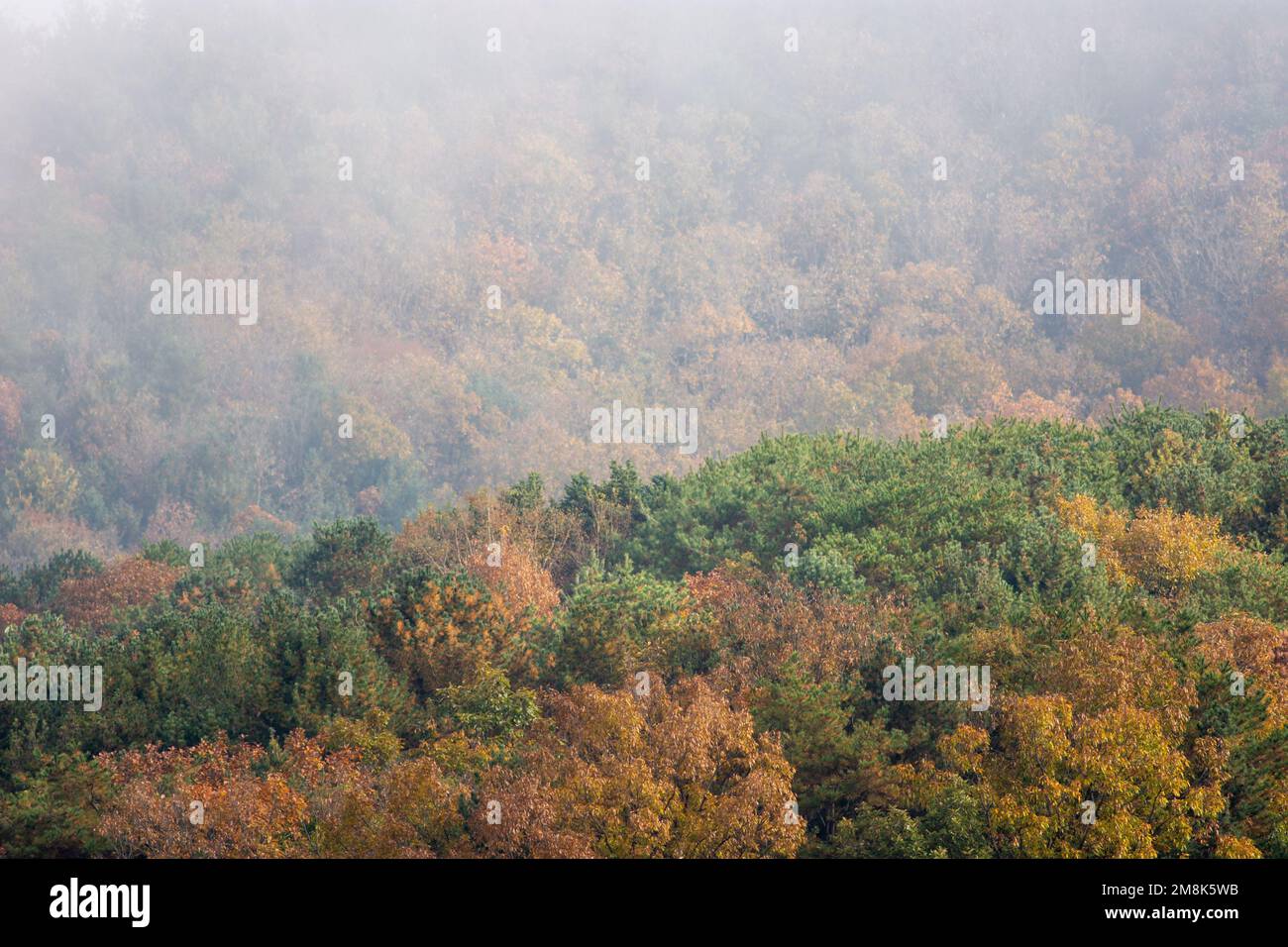An image of a forest full of red, yellow, and green groups of trees in ...