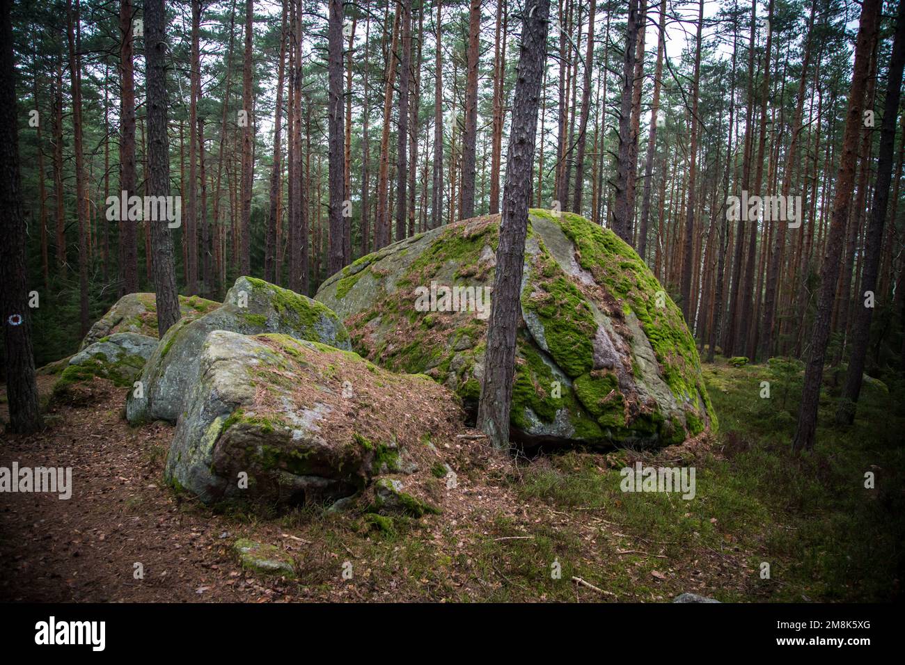 Granite stones in the forest - hiking in the Waldviertel, Austria Stock ...