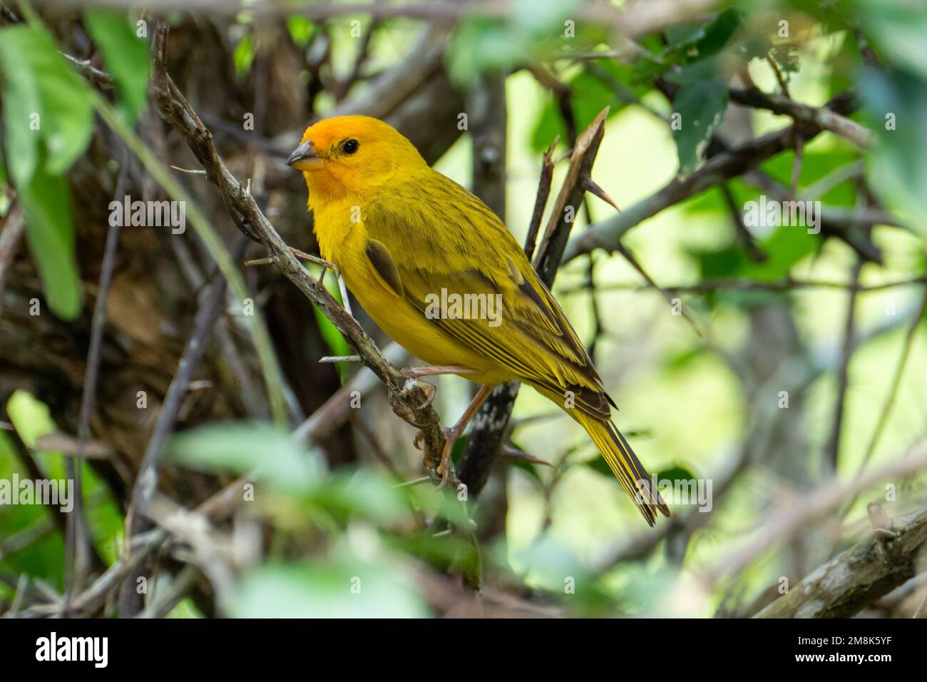 Atlantic Canary, a small Brazilian wild bird.The yellow canary ...