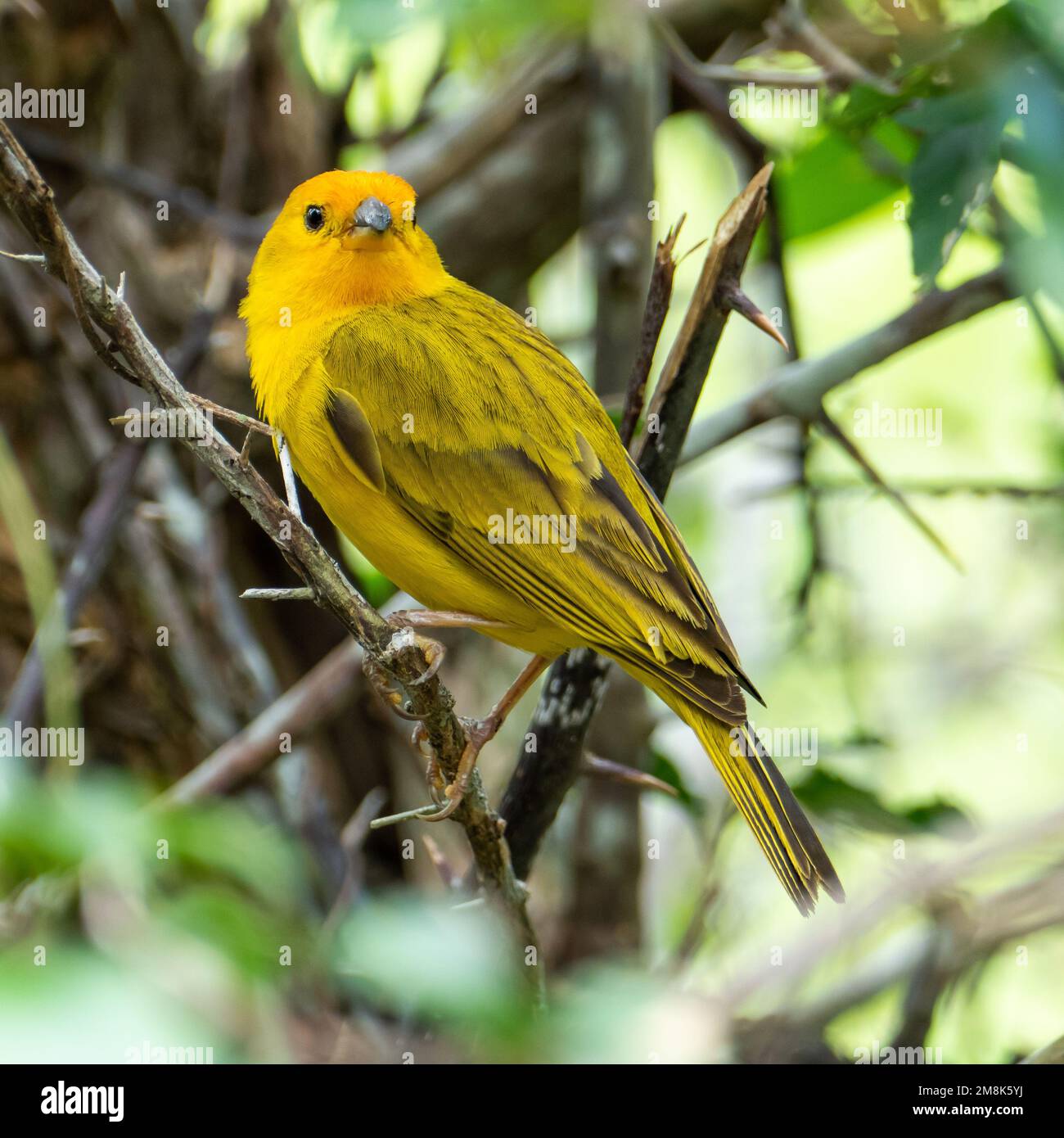 Atlantic Canary, a small Brazilian wild bird.The yellow canary ...