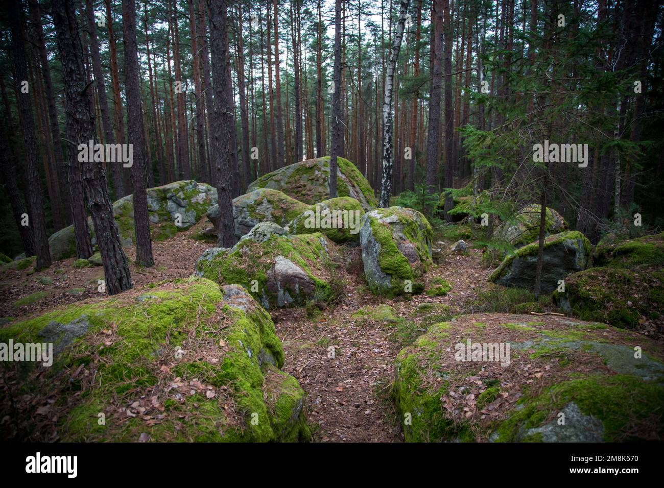 Granite stones in the forest - hiking in the Waldviertel, Austria Stock ...