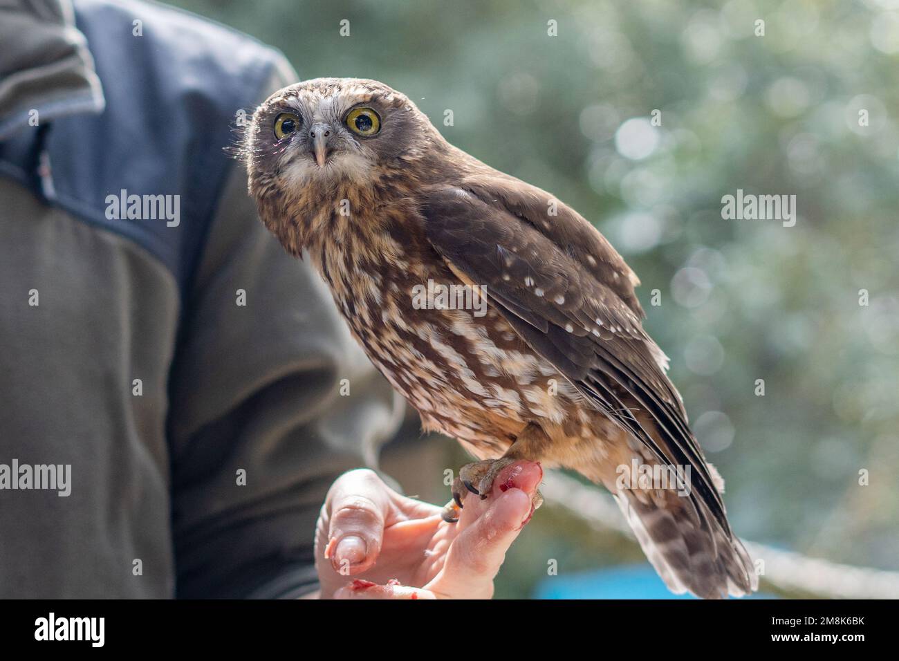 A closeup of a Morepork standing on man's finger with blurred background Stock Photo - Alamy