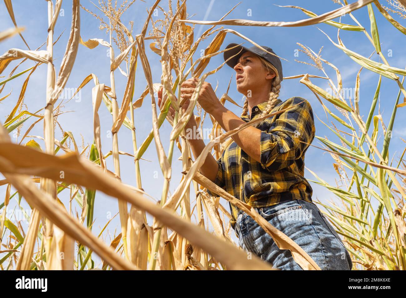 Farmer controlling corn cob after xtreme drought in a cornfield Stock ...