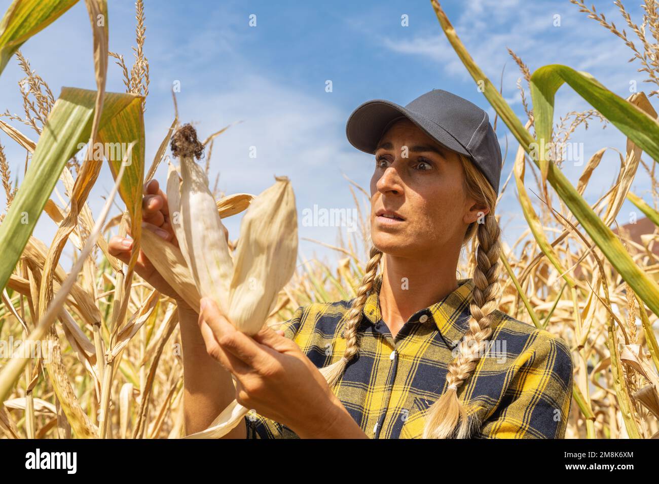 farmer watching shocked on a corncob in a cornfield after a terrible ...
