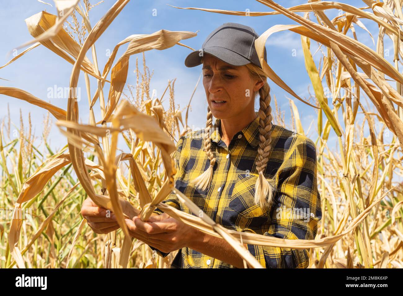 Farmer control quality after drought before harvest. Agronomist in corn ...