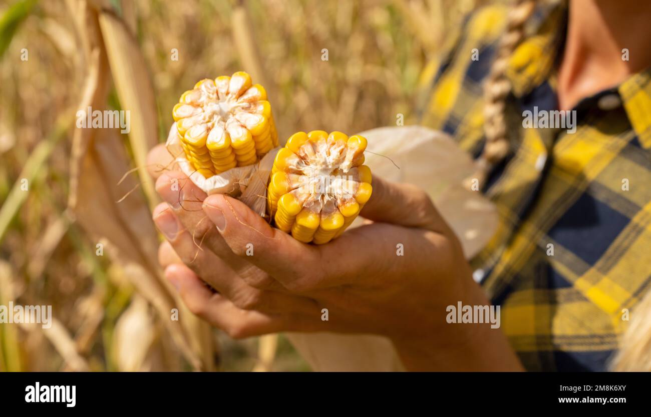 agronomist inspects the quality of of a broken corn crop on ...
