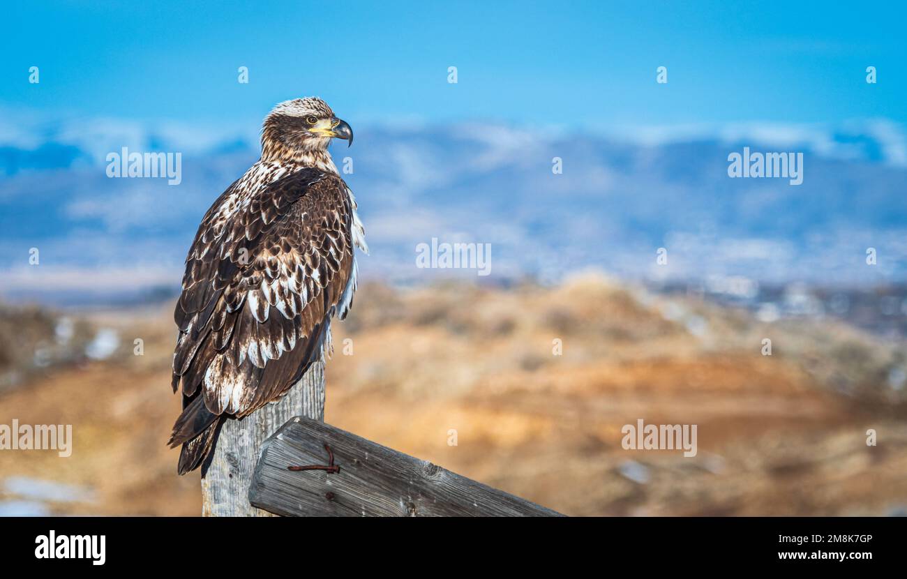 A juvenile Bald Eagle sit on a fence post near Lamoille Canyon Nevada ...