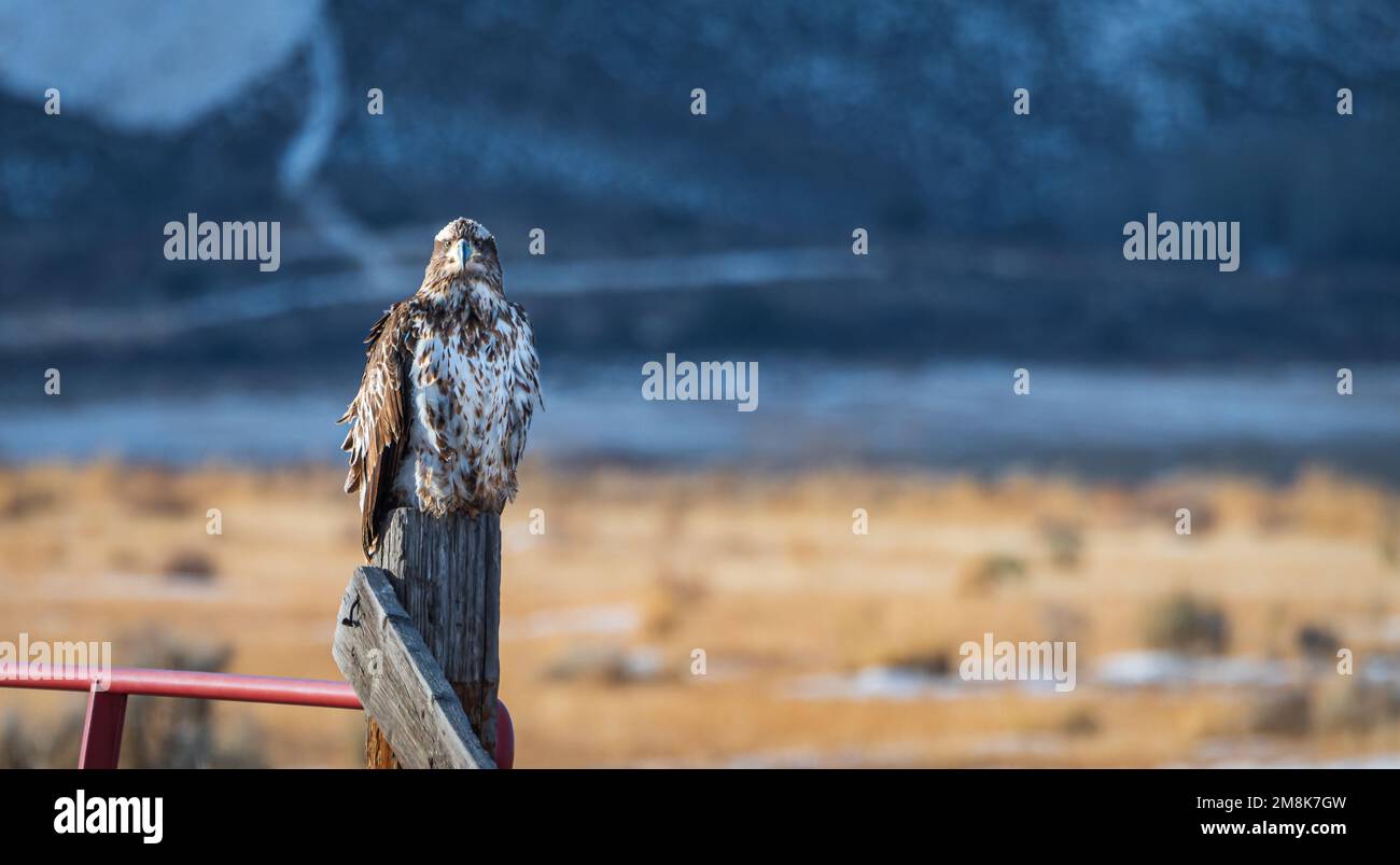 A juvenile Bald Eagle sit on a fence post near Lamoille Canyon Nevada ...