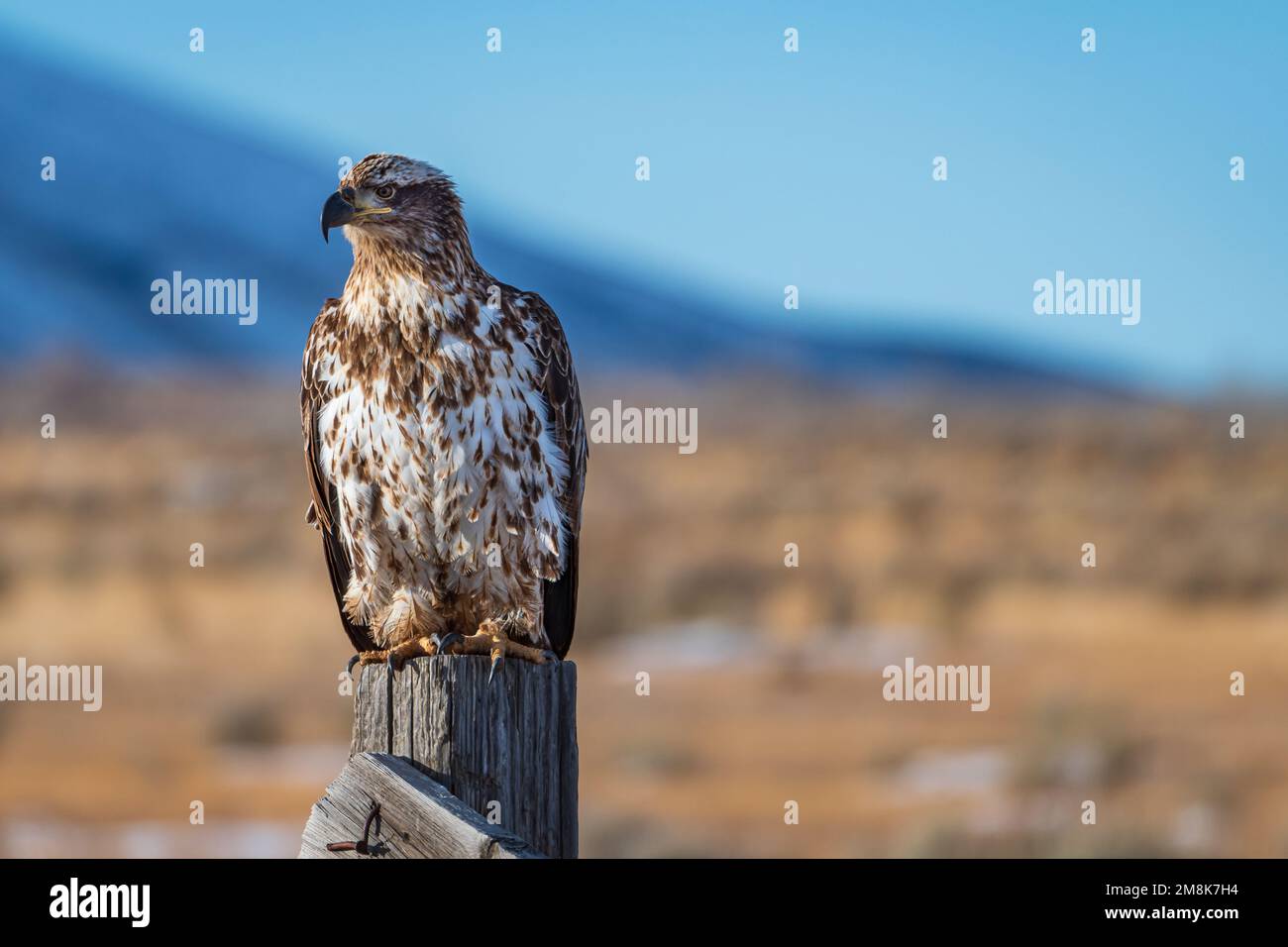 A juvenile Bald Eagle sit on a fence post near Lamoille Canyon Nevada ...