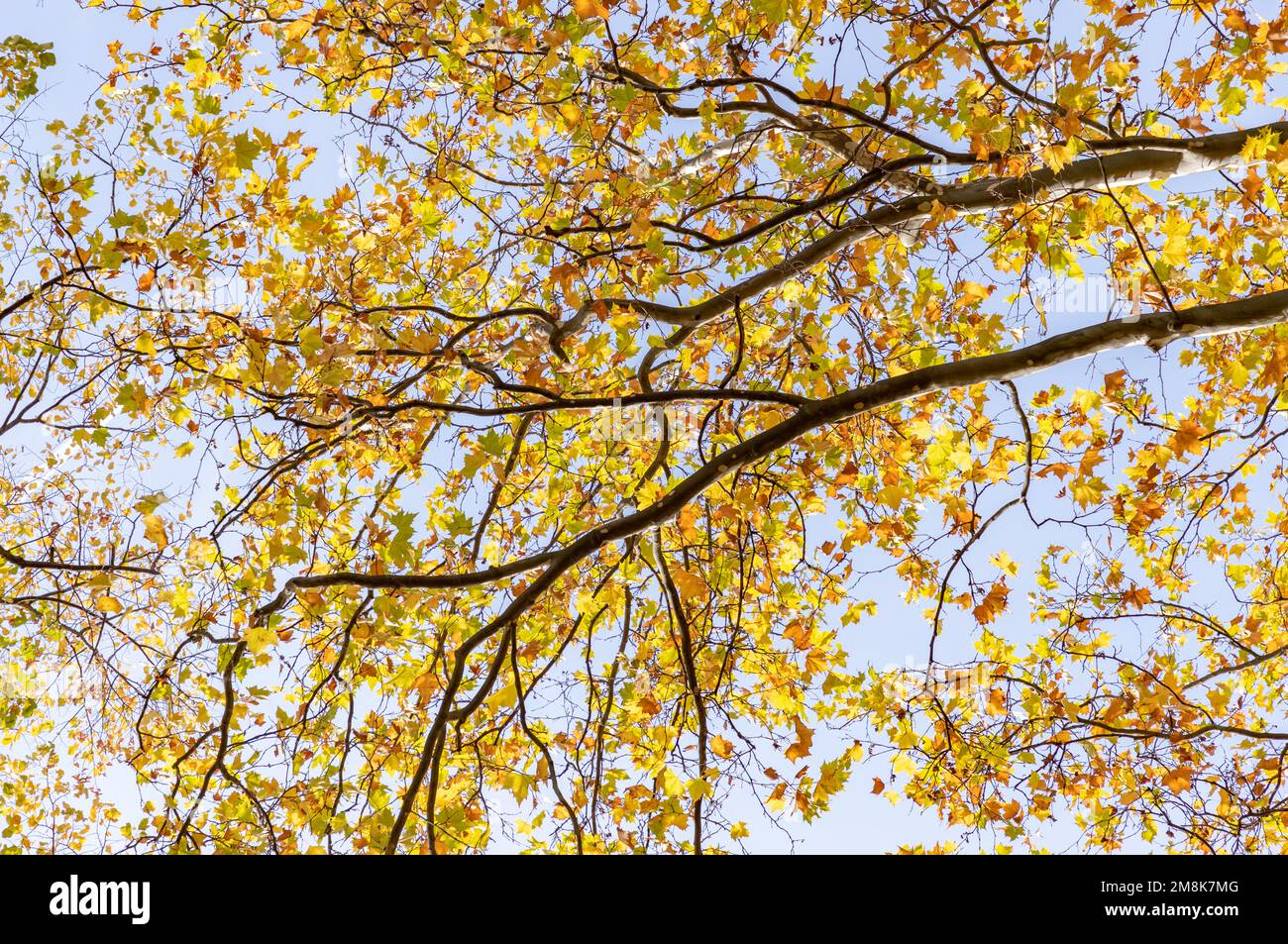 A picture of tree branches in the fall, with yellow foliage Stock Photo ...
