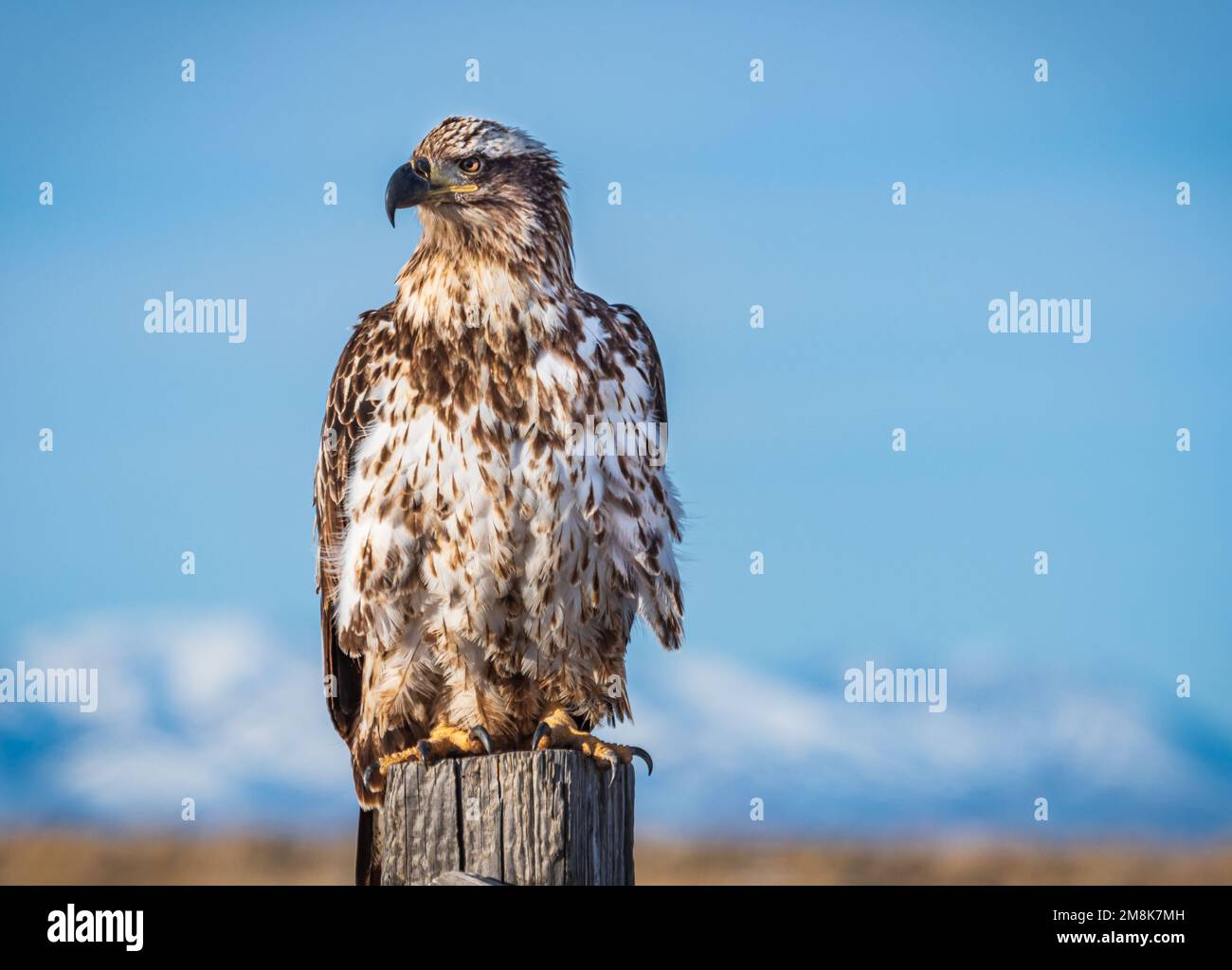 A juvenile Bald Eagle sit on a fence post near Lamoille Canyon Nevada ...