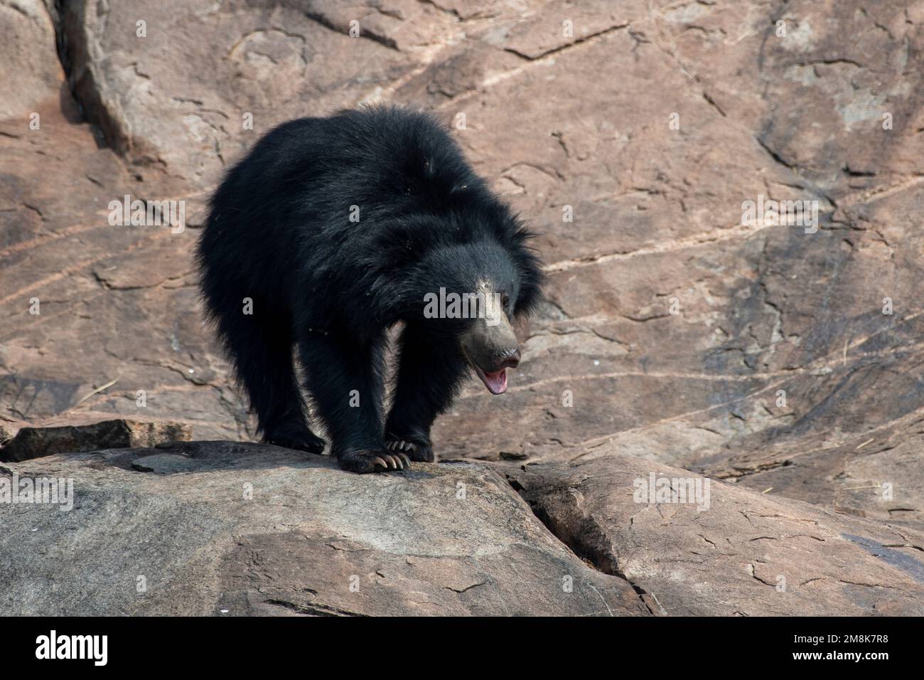 Sloth bear or Melursus ursinus feeding at Slot Bear sanctuary in India ...