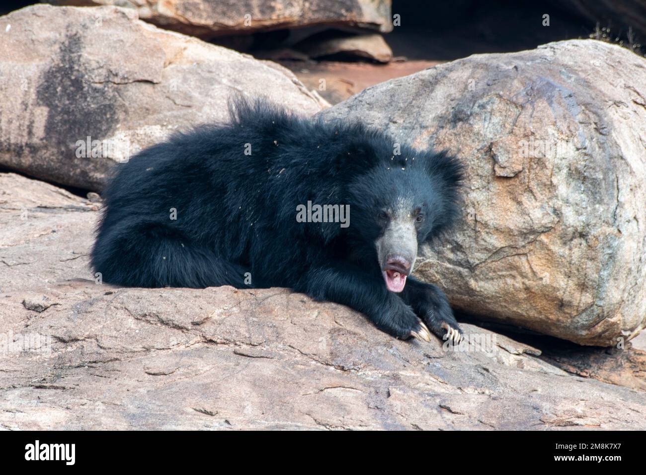 Sloth bear habitat hi-res stock photography and images - Alamy