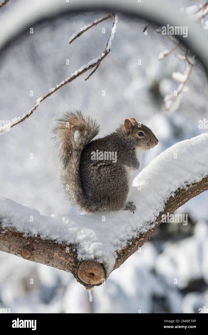 Sciurus carolinensis winter hi-res stock photography and images - Alamy