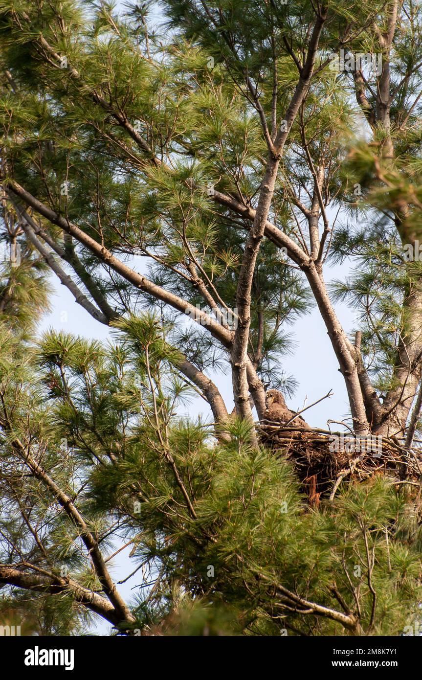 Vadnais Heights, Minnesota. A Bald Eagle chick, Haliaeetus ...