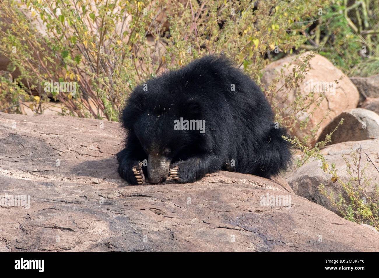 Bear sloth hi-res stock photography and images - Alamy