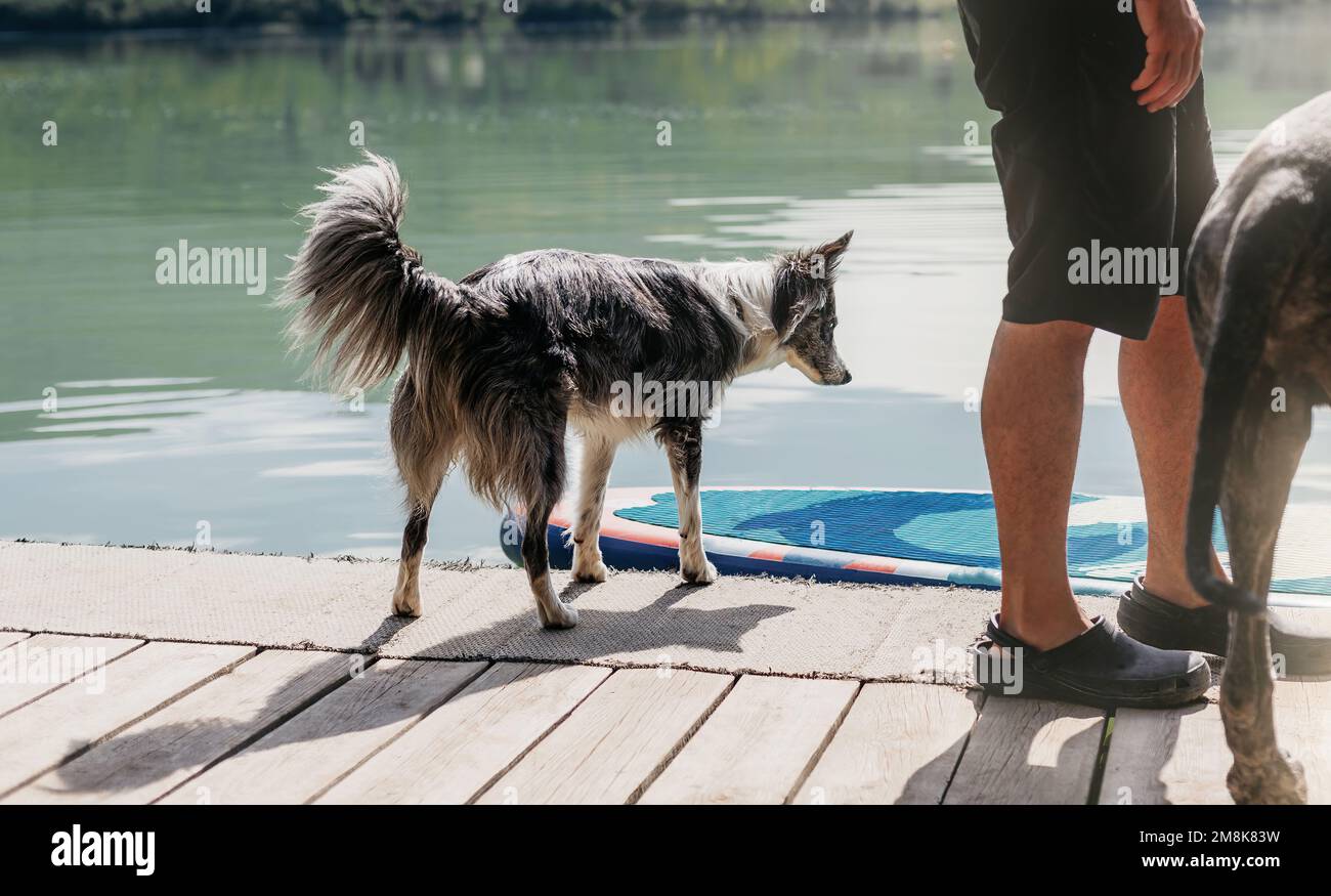 Black dog jetty hi-res stock photography and images - Alamy