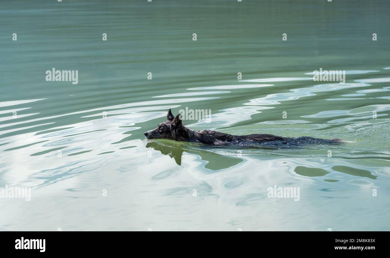 Dark colored dog hi-res stock photography and images - Alamy