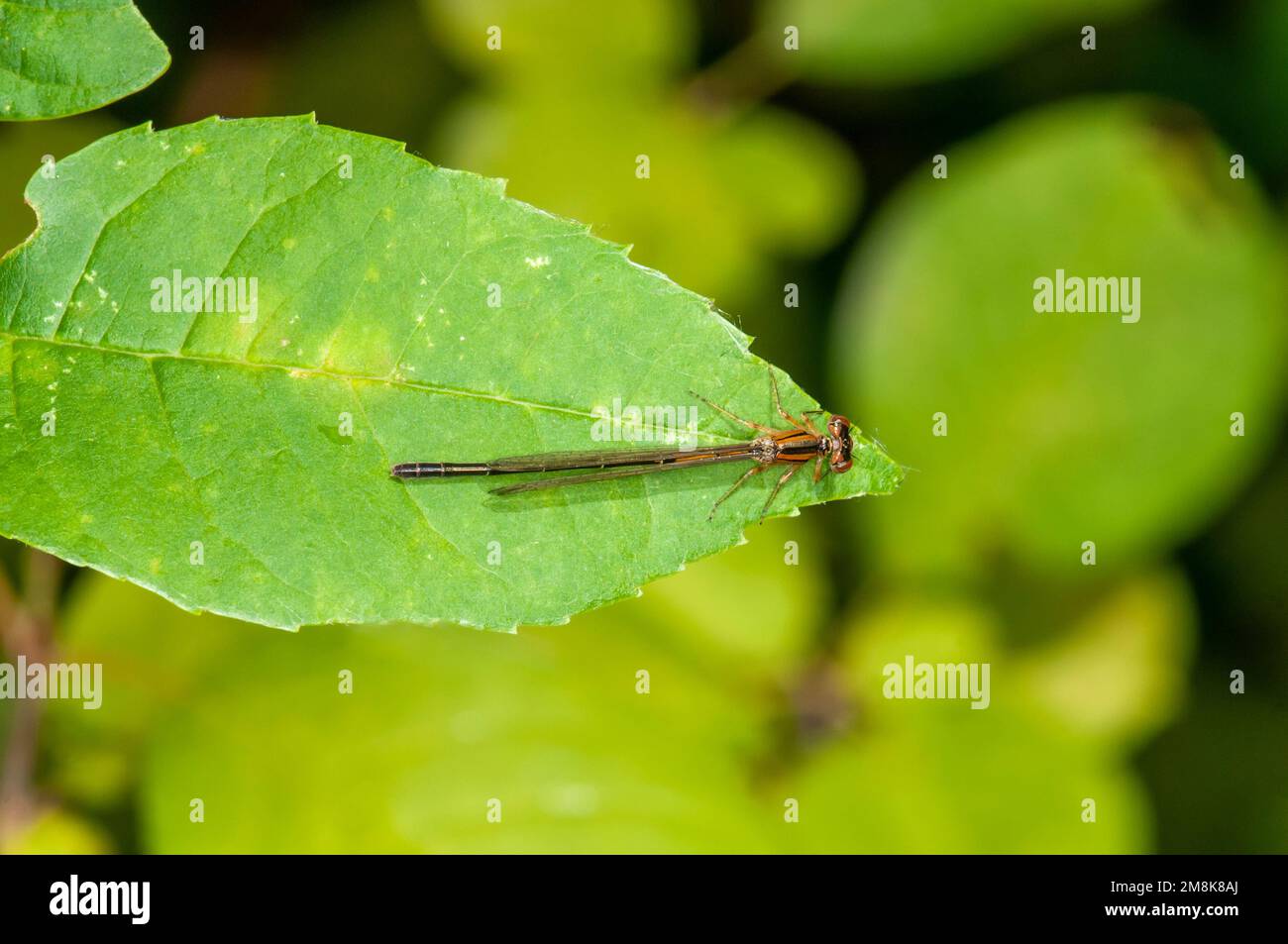 Vadnais Heights, Minnesota. John H. Allison forest. An Immature female ...