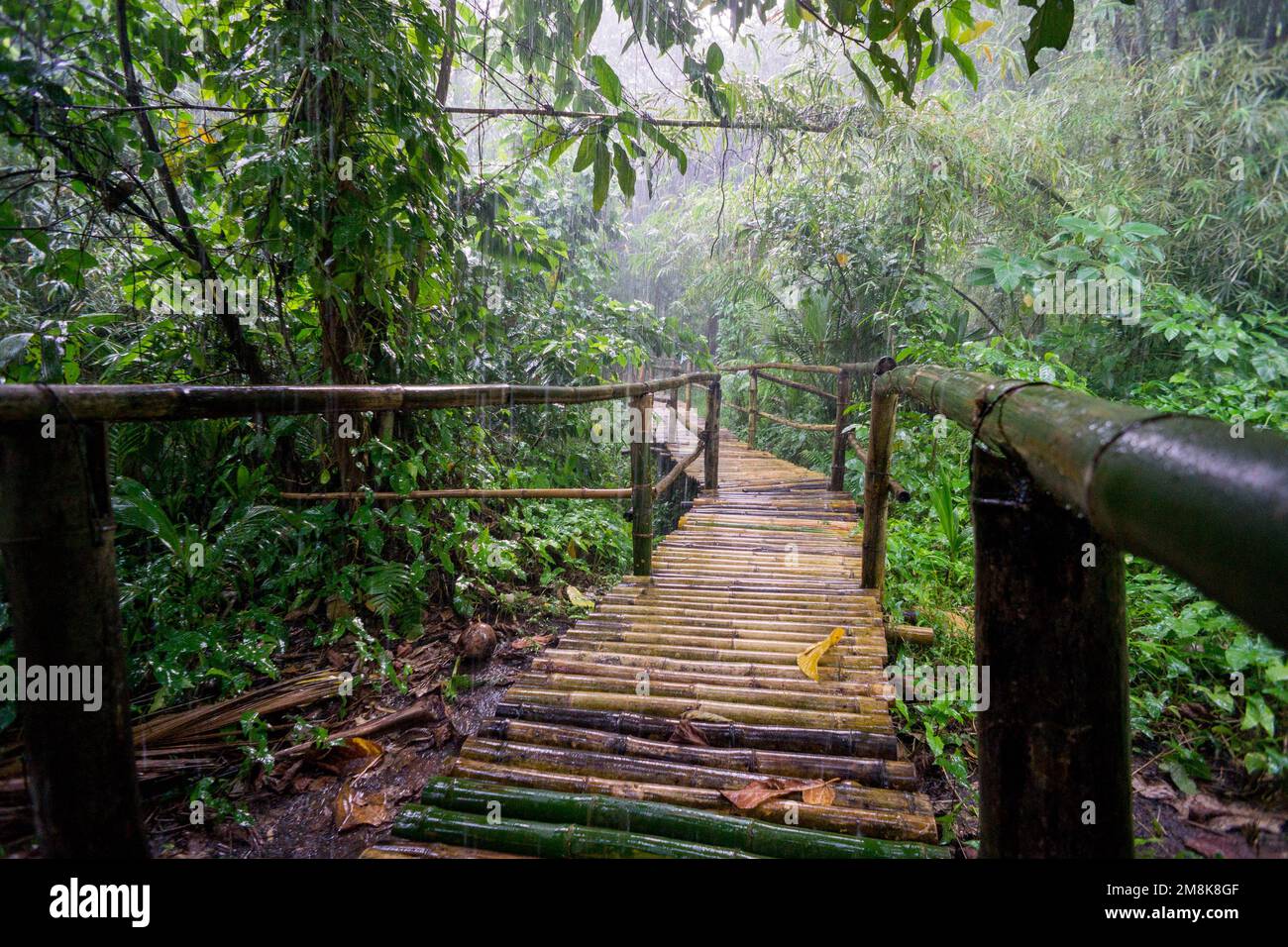 A beautiful shot of a bamboo bridge in a rainy jungle in the ...