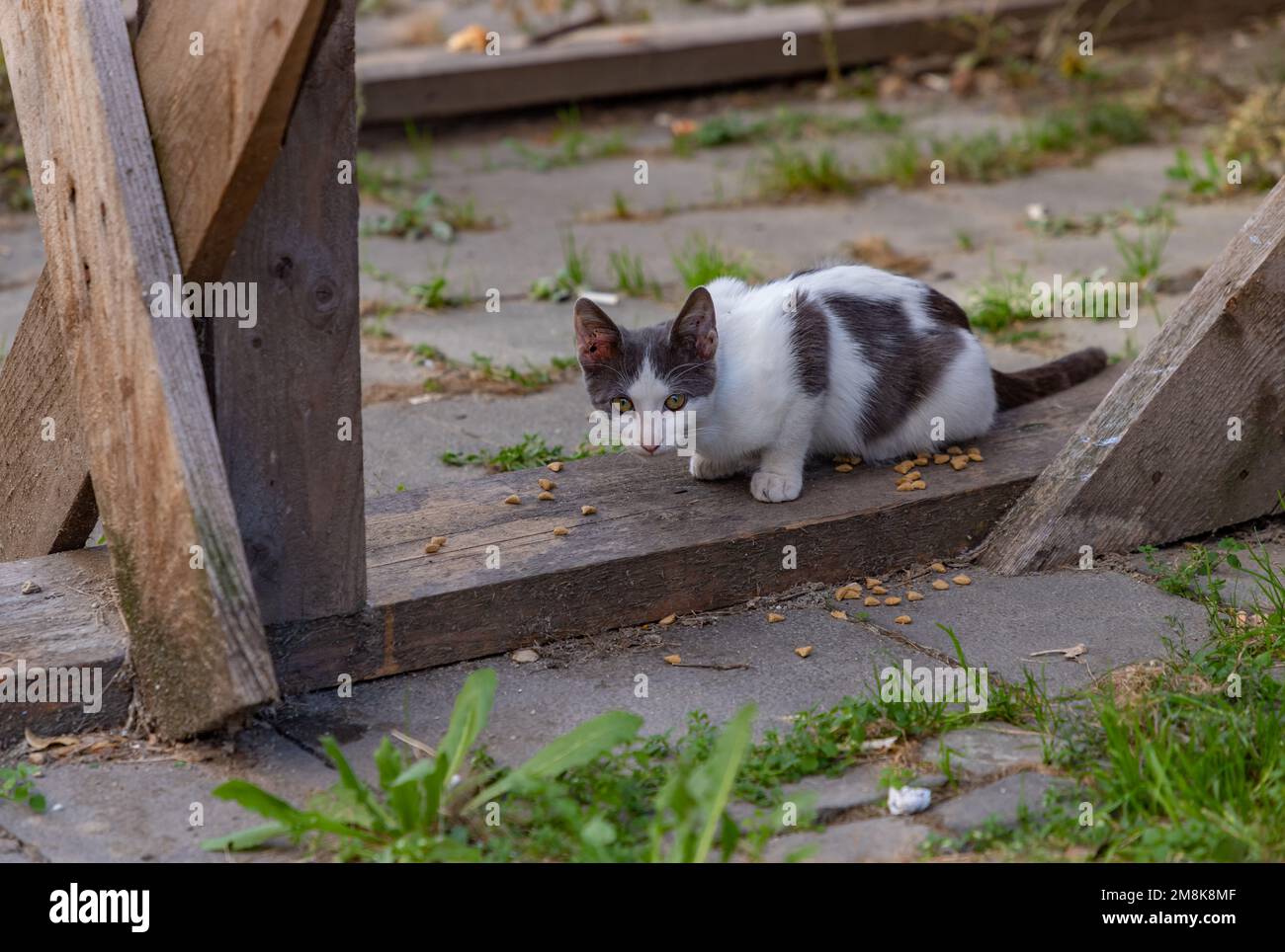 A picture of a cute stray cat in Bucharest Stock Photo - Alamy