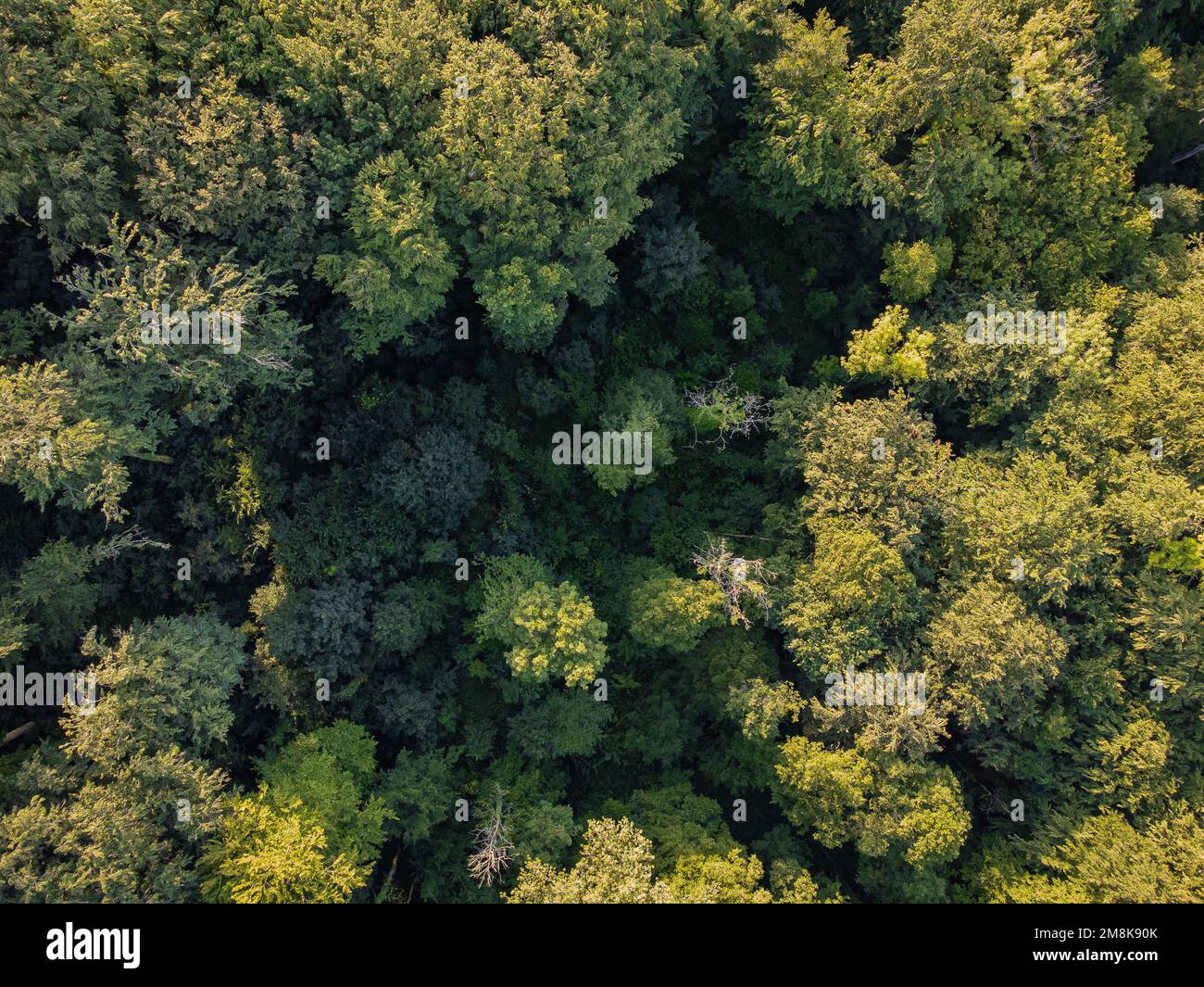 Tree tops bird view hi-res stock photography and images - Alamy