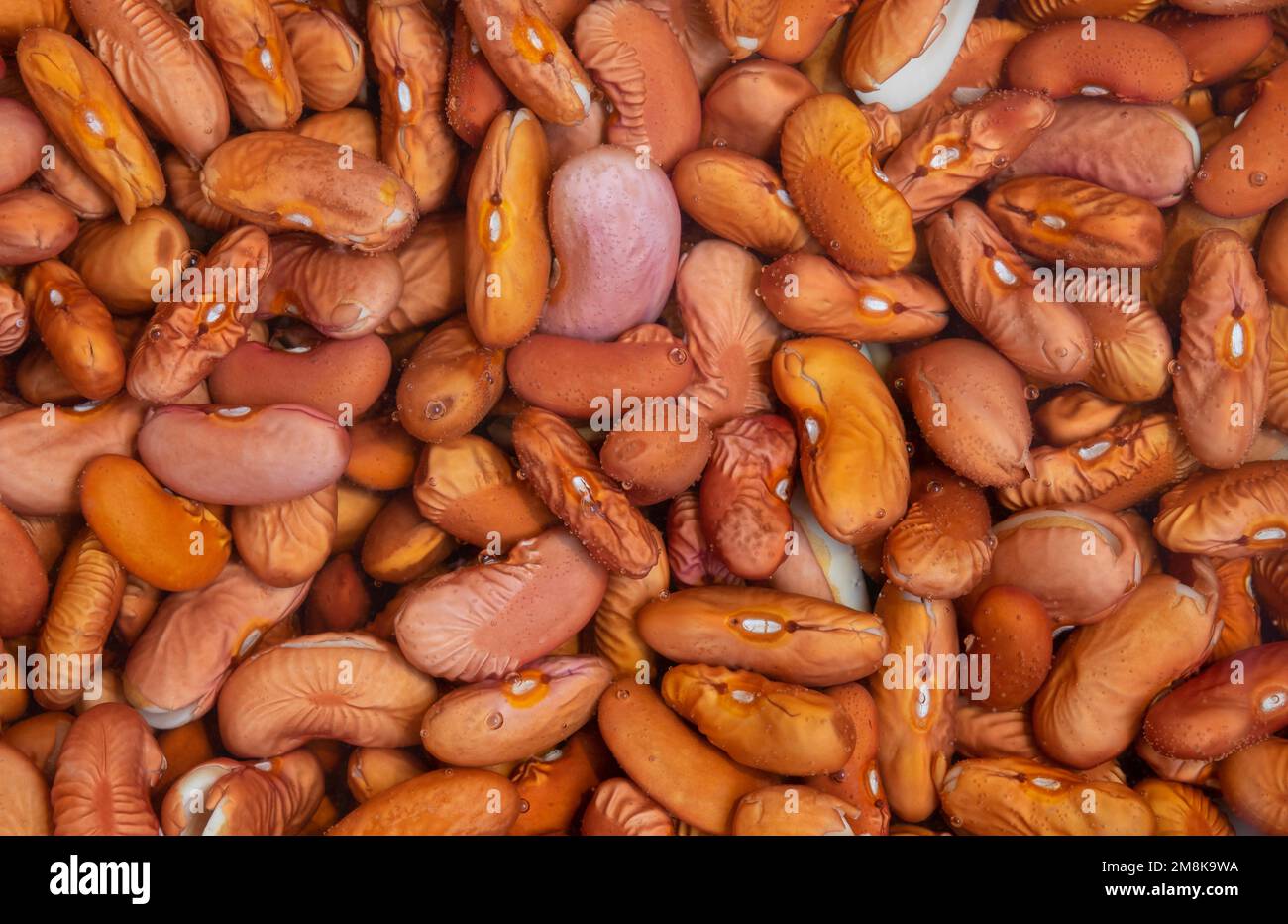 Close up kidney beans soaked in water Stock Photo - Alamy