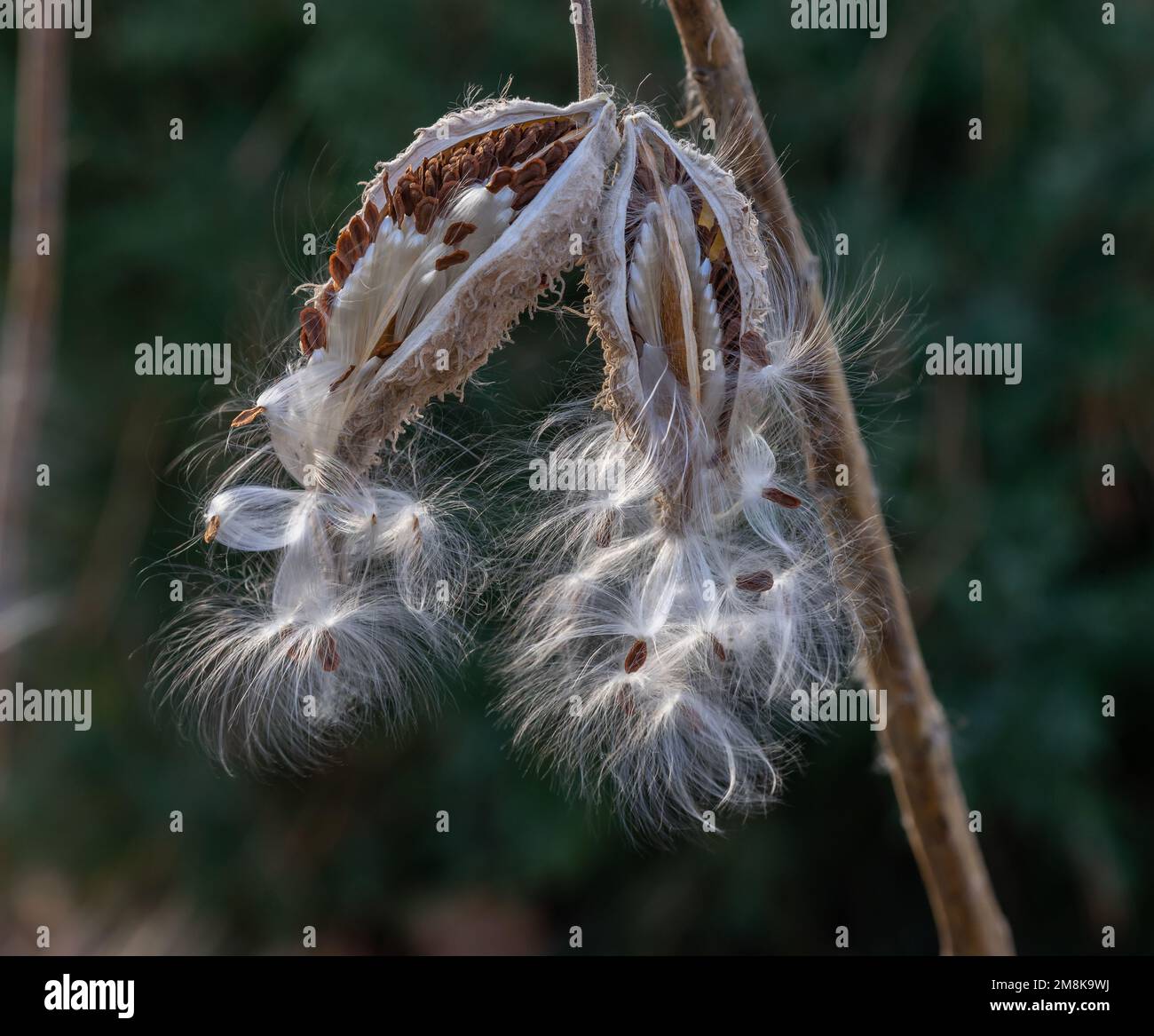 Plant seed dispersal milkweed hi-res stock photography and images - Alamy