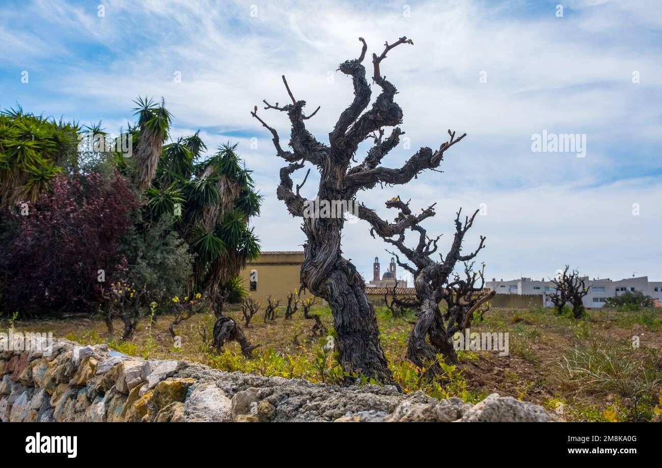Old grape vine steam hi-res stock photography and images - Alamy