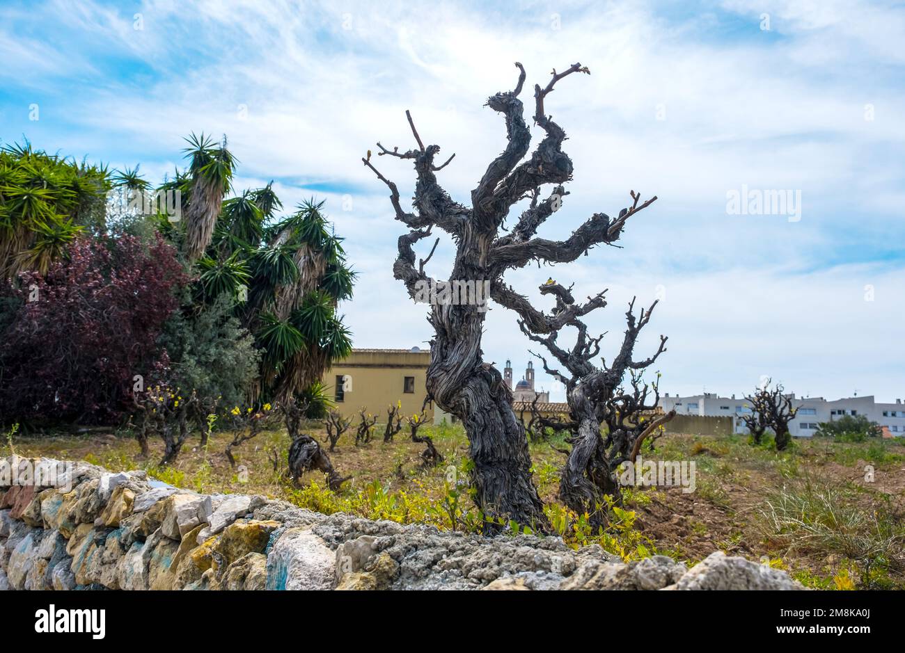 Old grape vine steam hi-res stock photography and images - Alamy