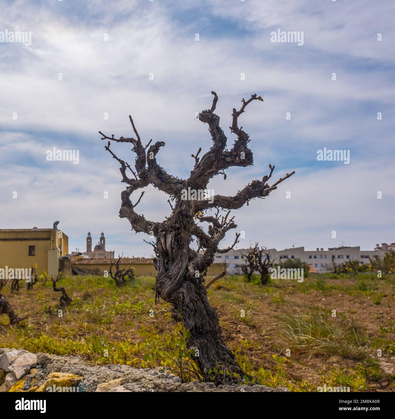 Old grape vine steam hi-res stock photography and images - Alamy