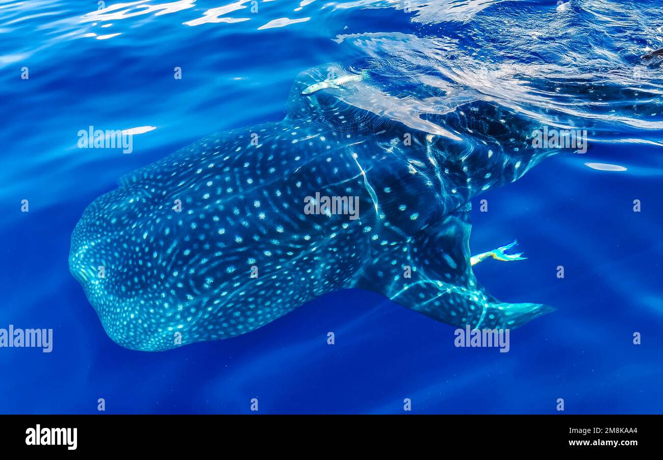 Huge beautiful whale shark swims on the water surface on boat tour in ...