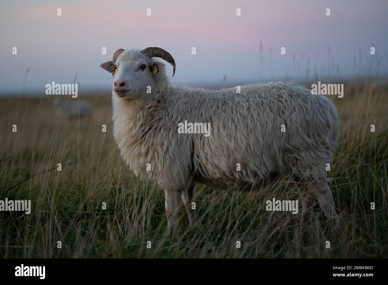 The furry Skudde sheep (Ovis aries) with curved horns standing in the ...